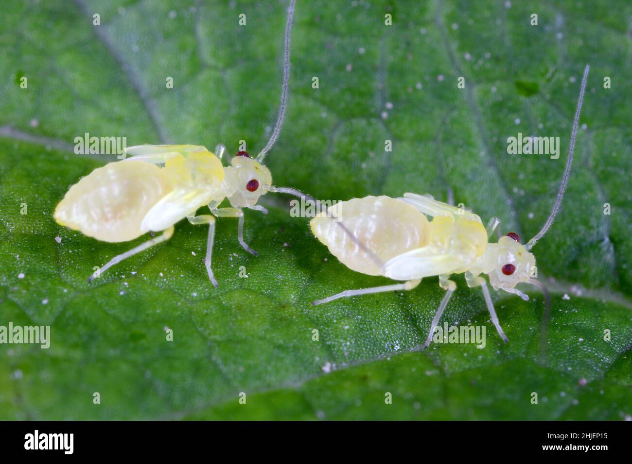 Psocid (Psocoptera) called also - booklice, barklice or barkflies. Two ...