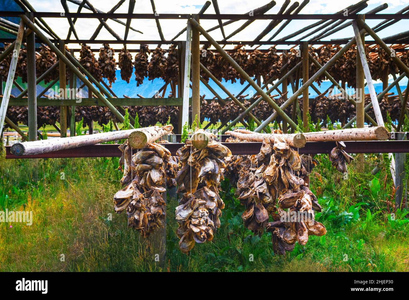 Fish cod heads drying up on racks at Lofoten Islands, Norway Stock ...