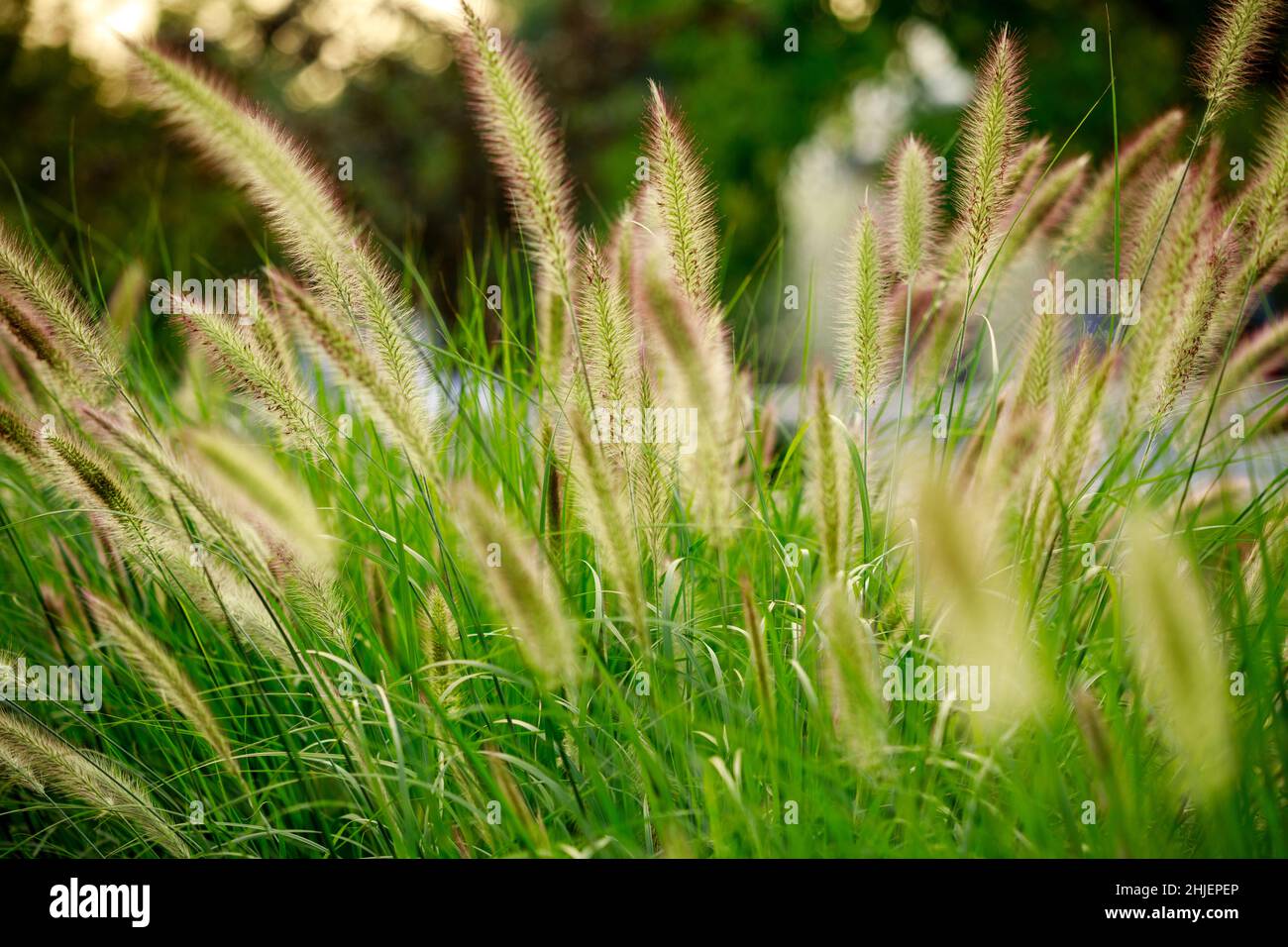Closeup shot of foxtails blossoming in the field in Michigan, USA Stock ...