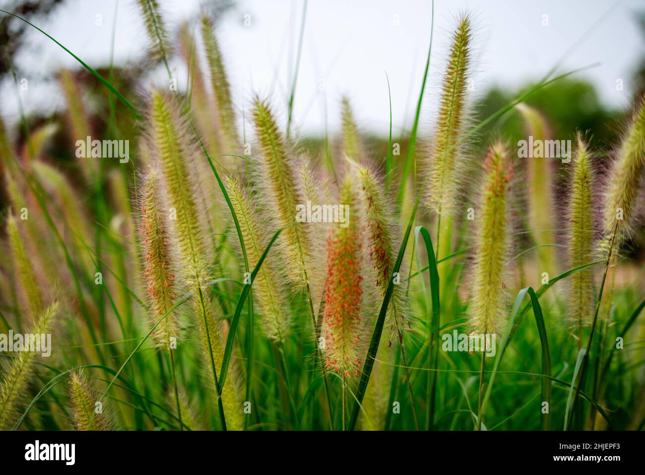 Foxtails hi-res stock photography and images - Alamy