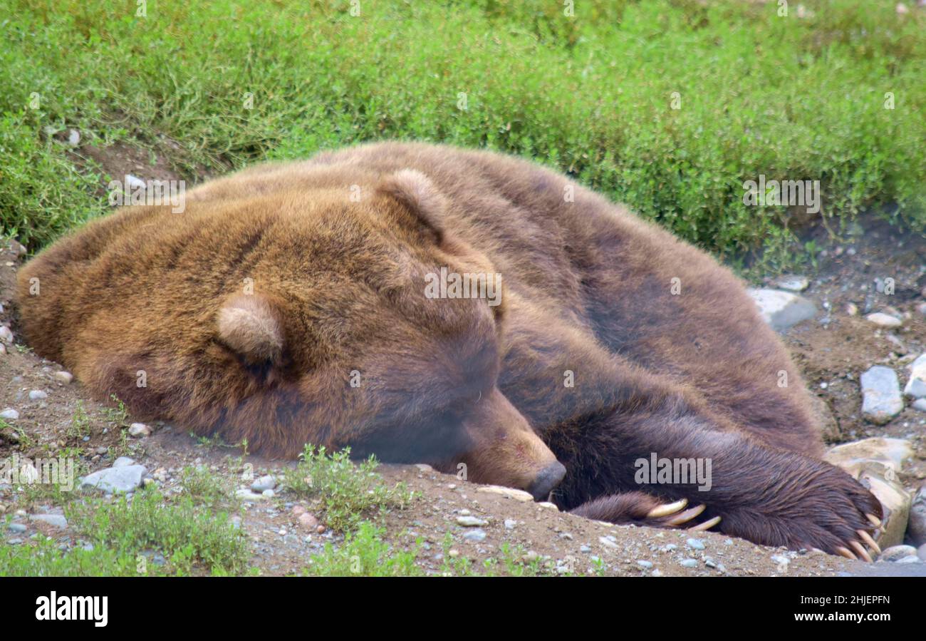 Closeup of a sleeping bear in Alaska Stock Photo - Alamy
