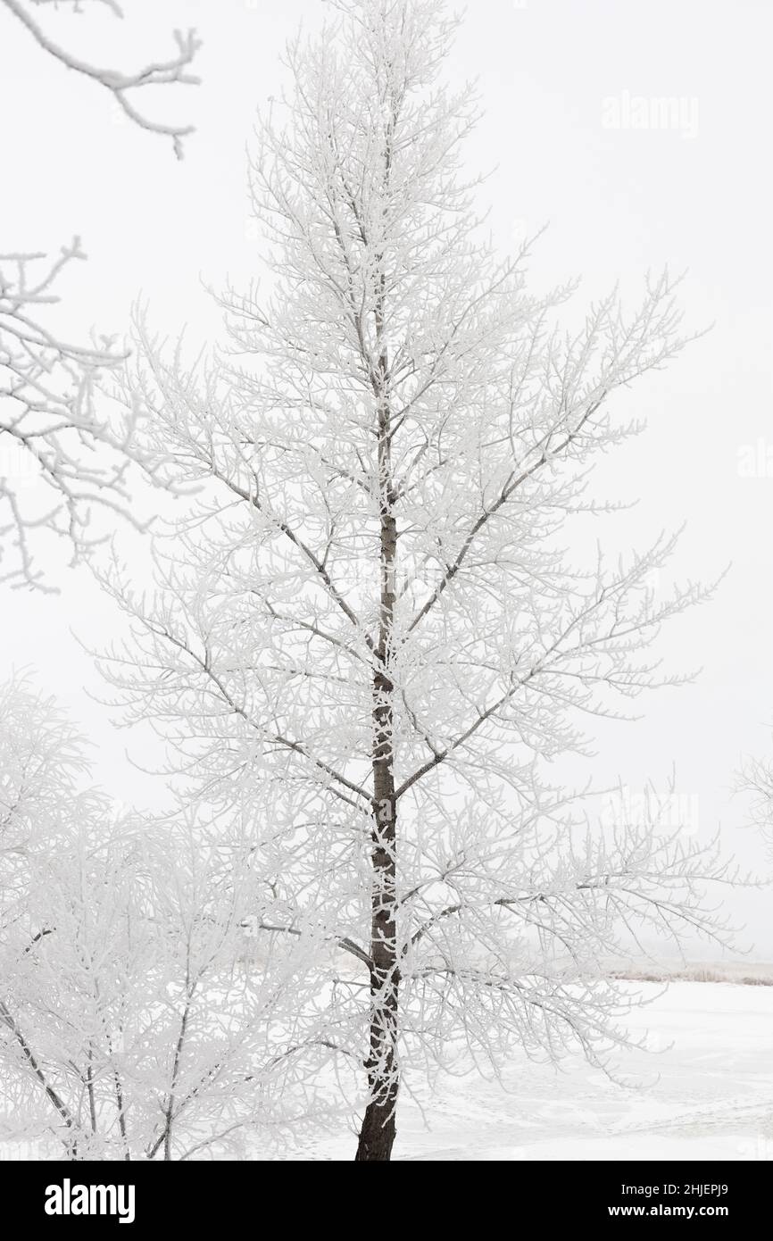 Beautiful tall tree with many thin branches symmetrically growing into ...