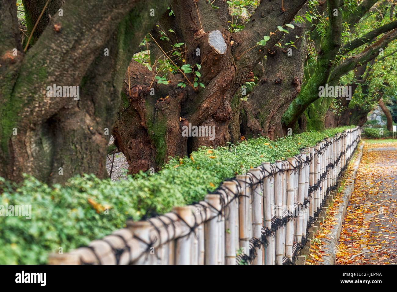 Tree growing into fence hi-res stock photography and images - Alamy