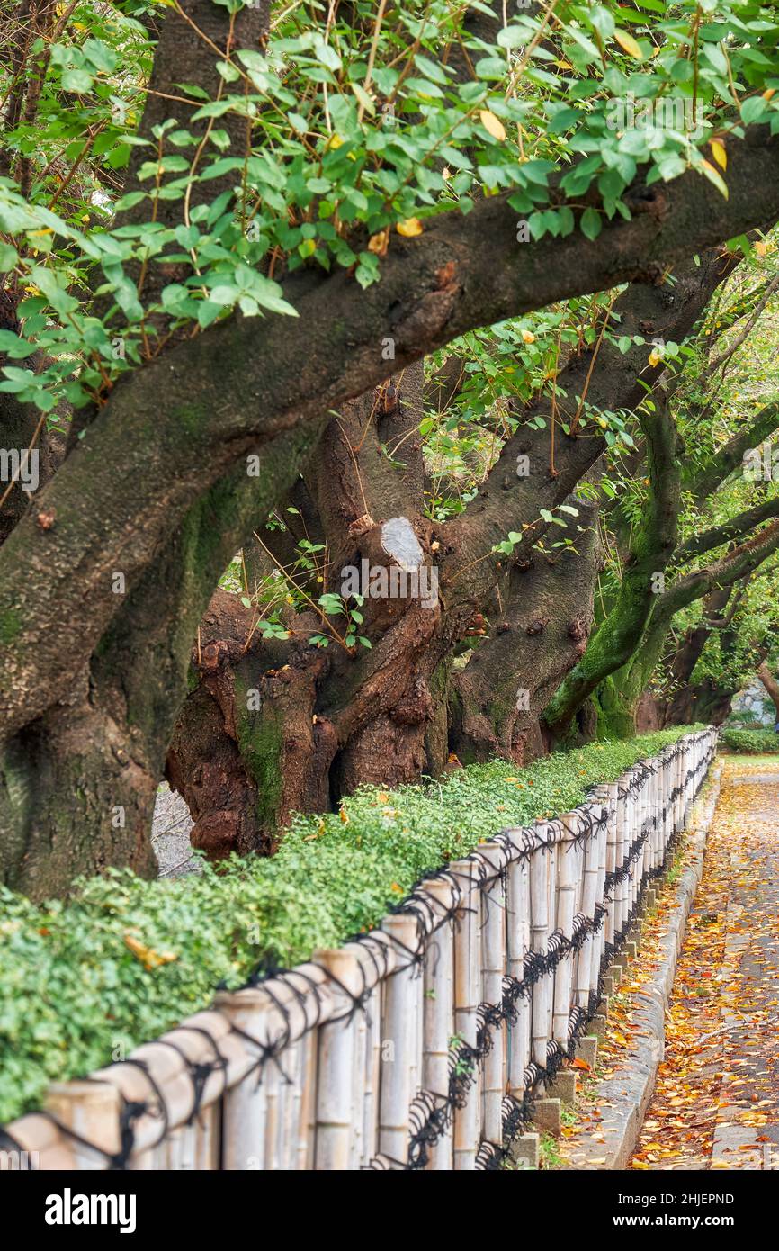 The view of the old sakura trees trunks growing along the low bamboo ...
