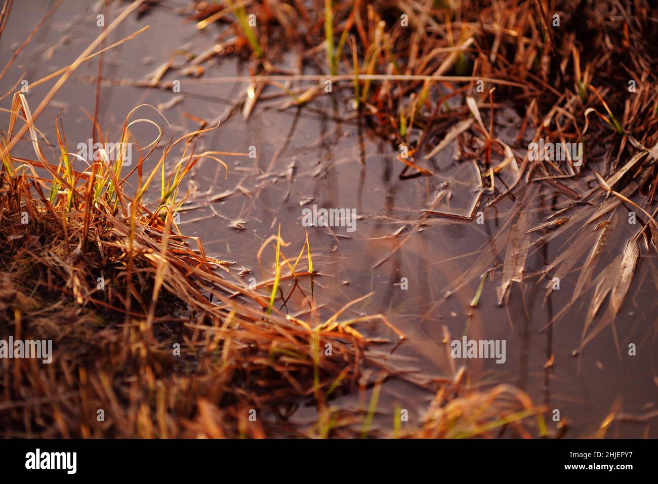 Stream sunlight hi-res stock photography and images - Alamy