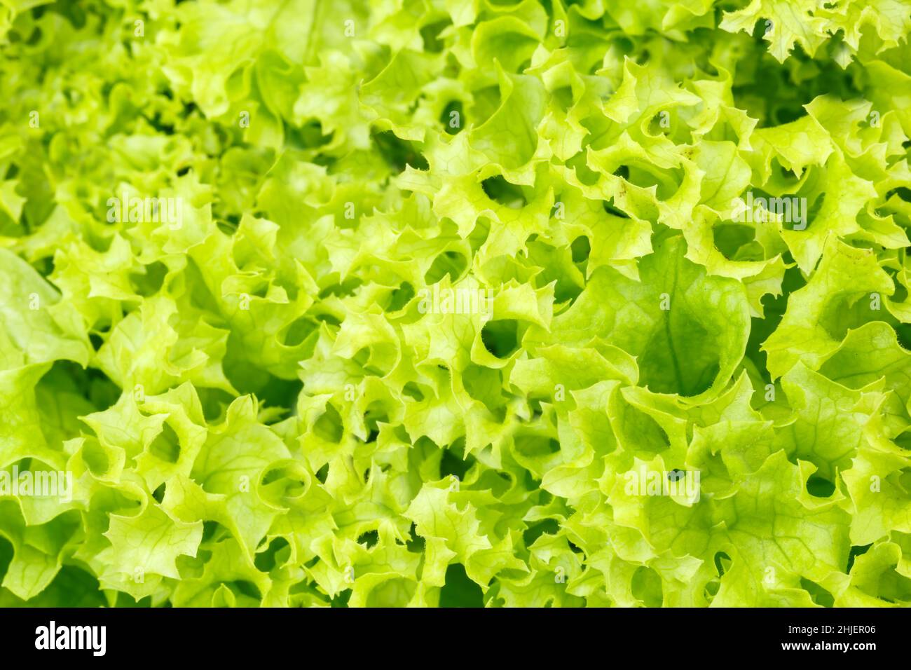 Lettuce endive salad background vegetable vegetables from above healthy ...