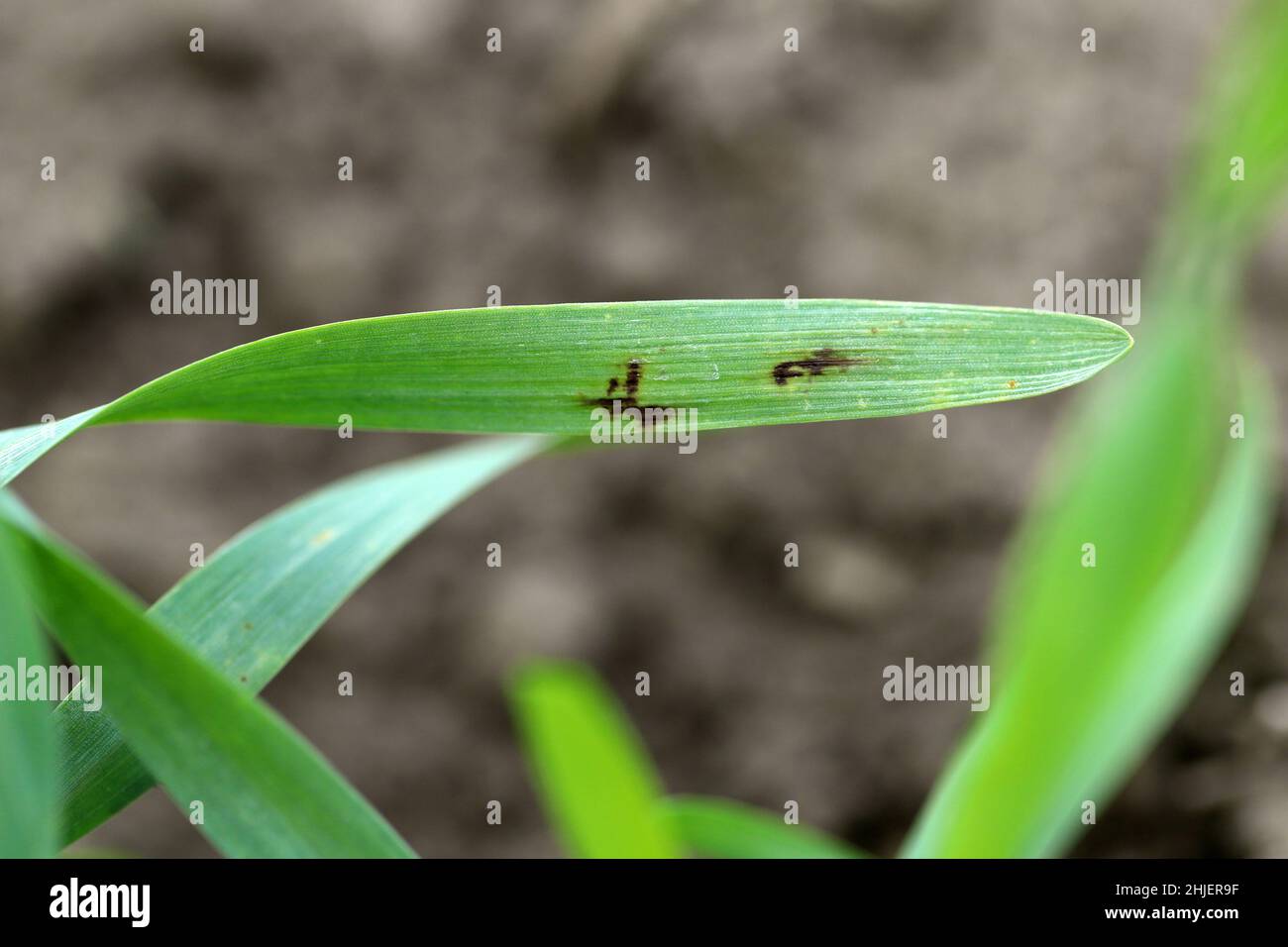Net blotch of barley - fungal disease on barley. Can cause yield losses ...