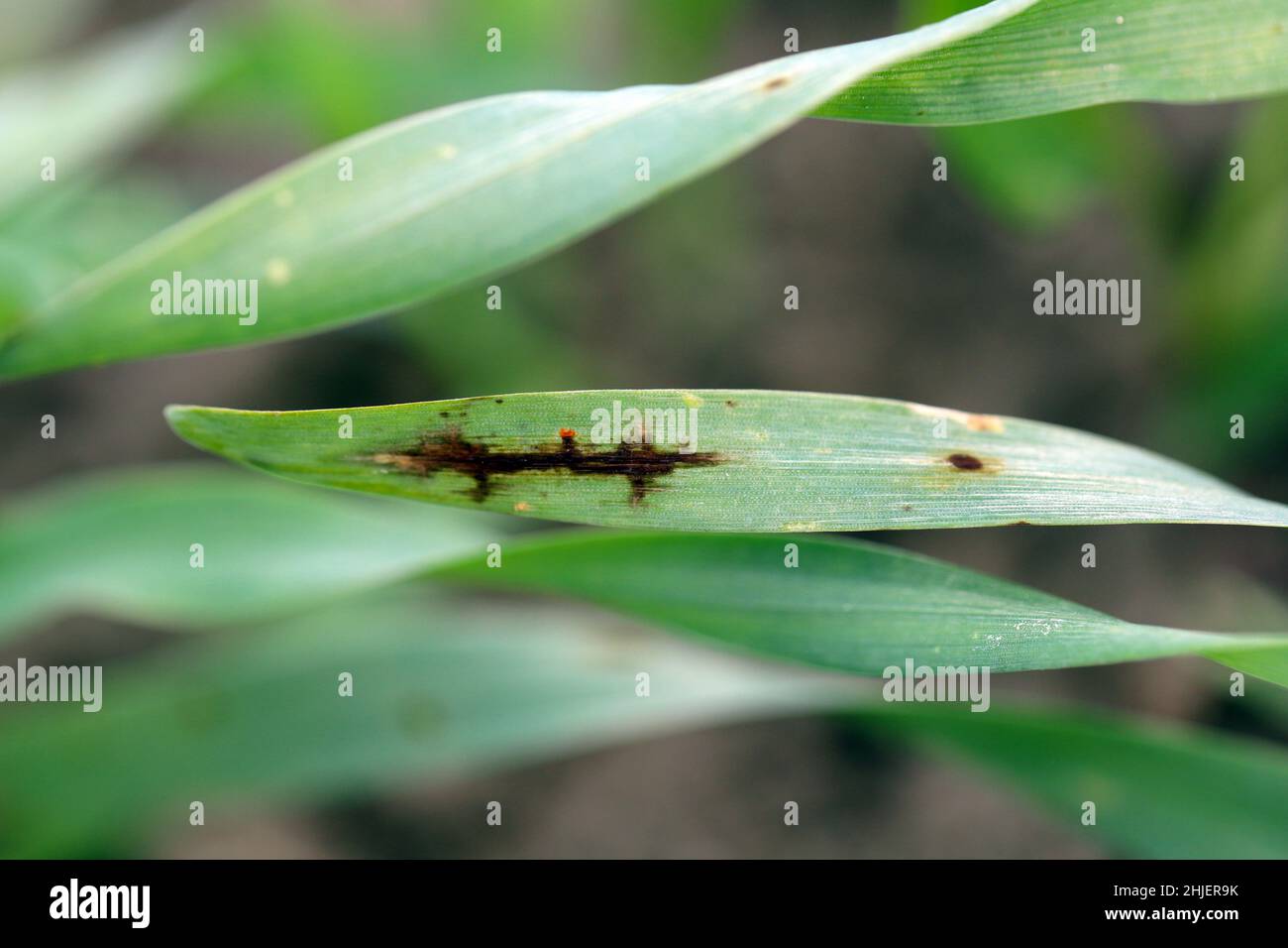 Net blotch of barley - fungal disease on barley. Can cause yield losses ...