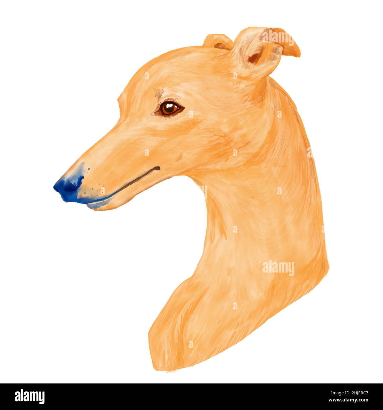 Greyhound dog breed face isolated on white background Stock Photo - Alamy