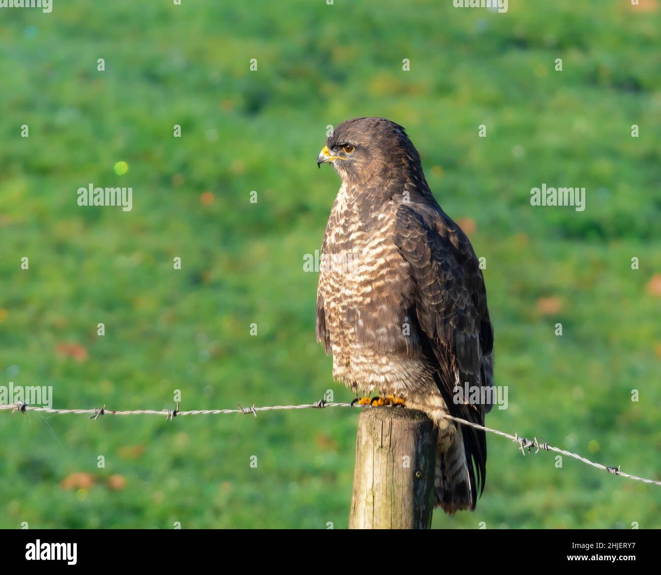 Buzzard on a fence hi-res stock photography and images - Alamy