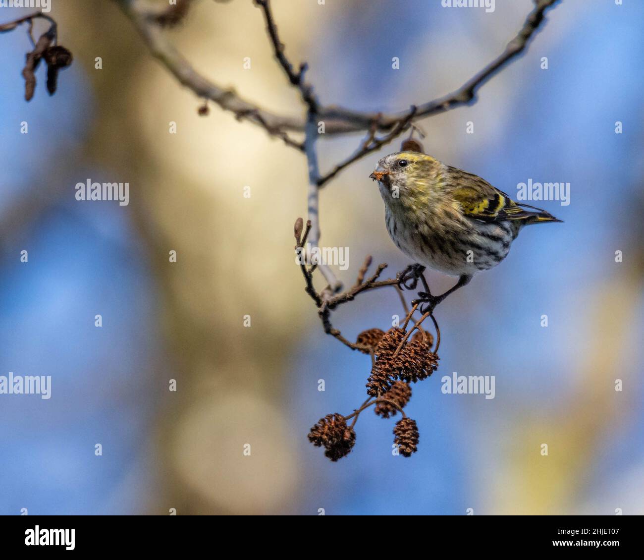 Photos of siskins hi-res stock photography and images - Alamy