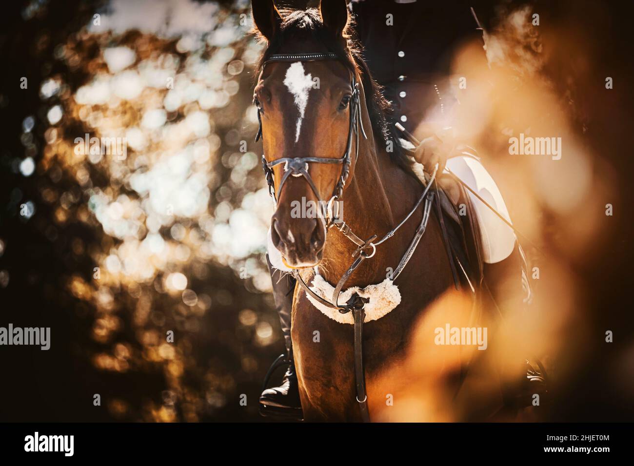 Equestrian rider on ginger horse hi-res stock photography and images ...