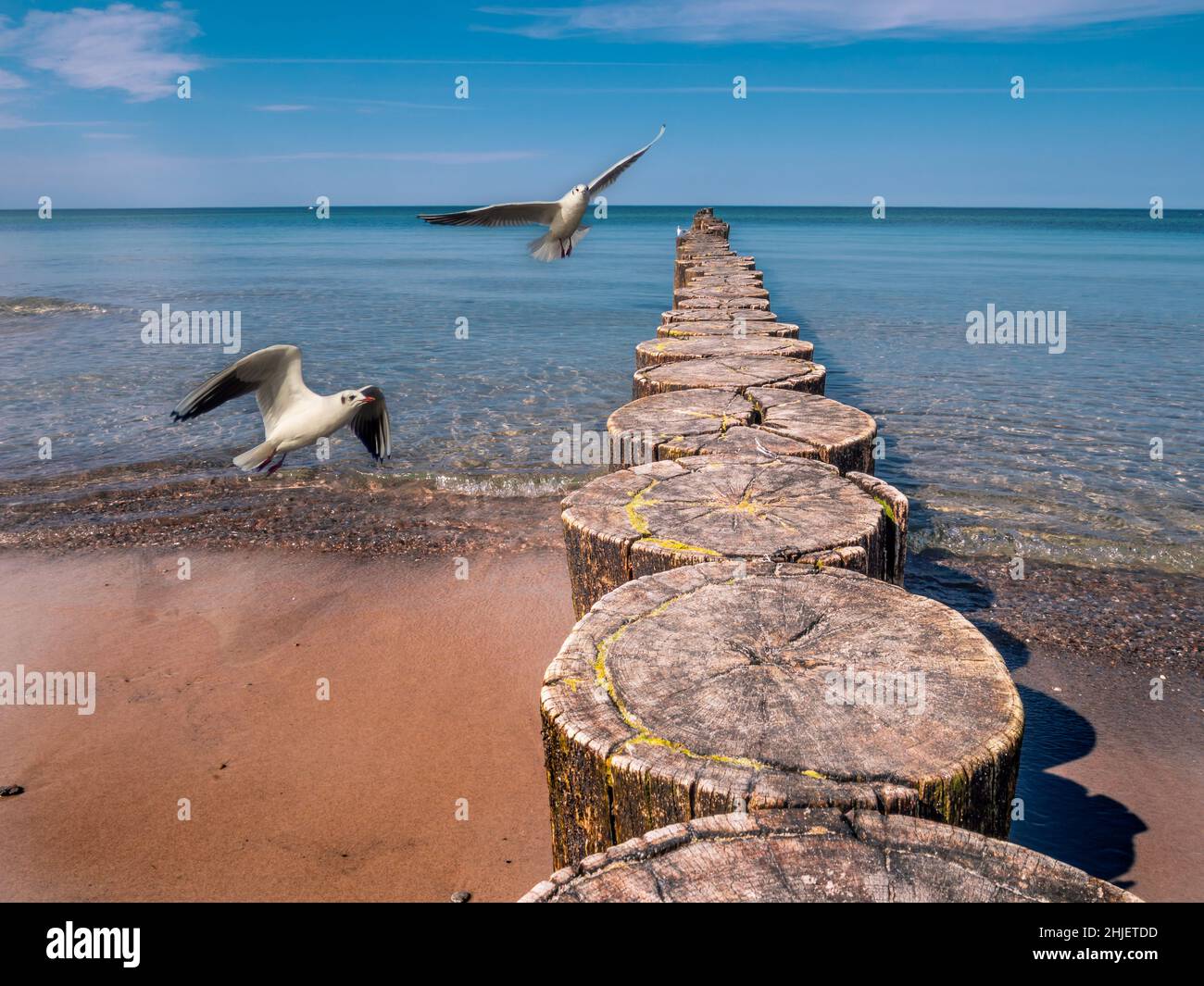 Groyne with seagull on the Baltic Sea coast in Heiligendamm Stock Photo ...