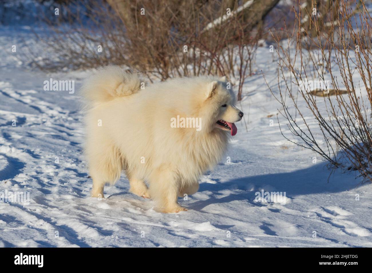 Samoyed - Samoyed beautiful breed Siberian white dog stands in the snow ...