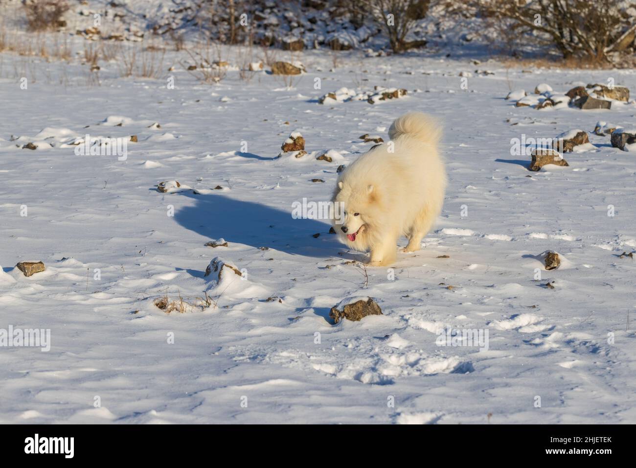 Samoyed - Samoyed beautiful breed Siberian white dog running in the ...