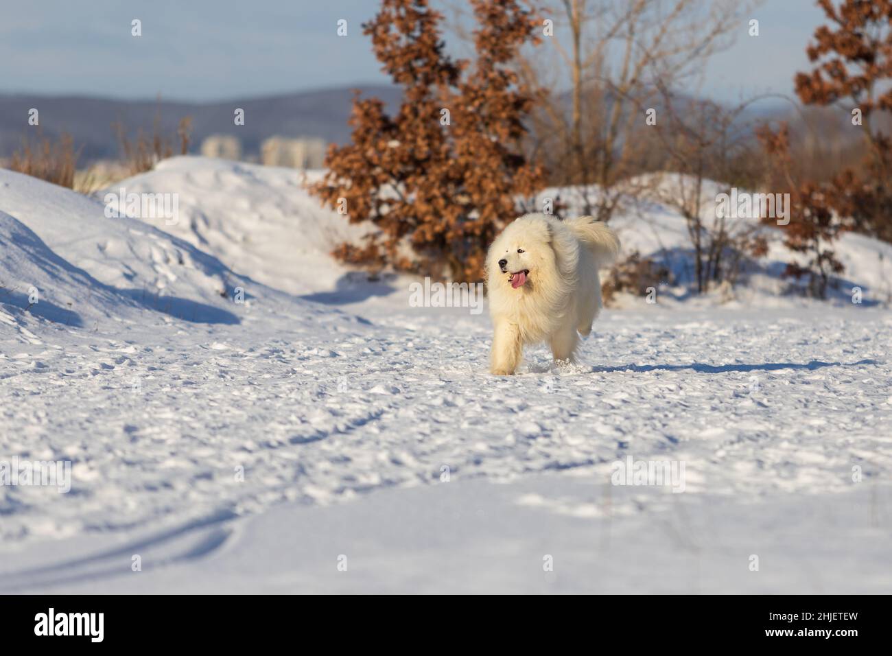 Samoyed - Samoyed beautiful breed Siberian white dog running in the ...