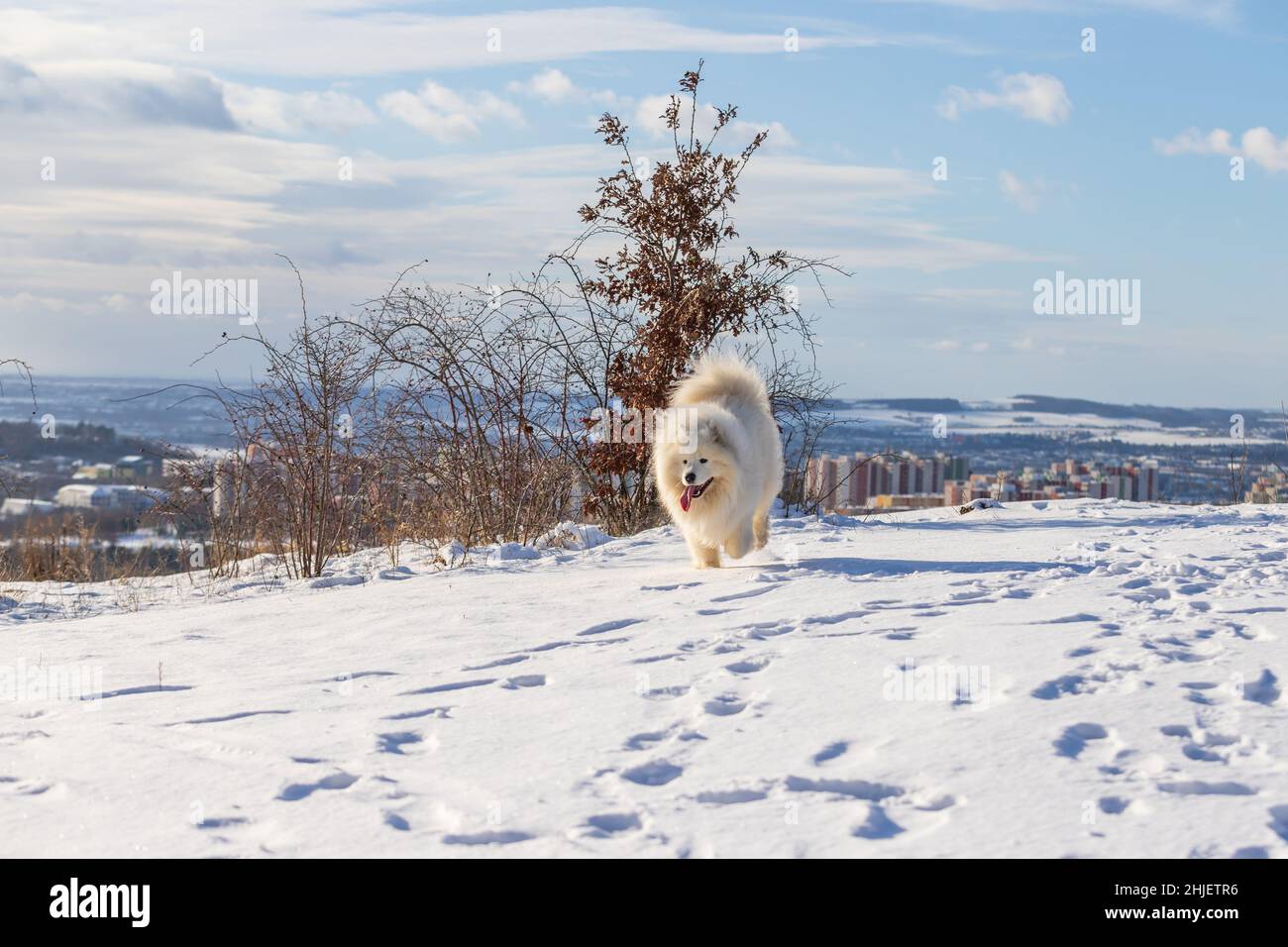 Samoyed - Samoyed beautiful breed Siberian white dog. The dog runs on a ...