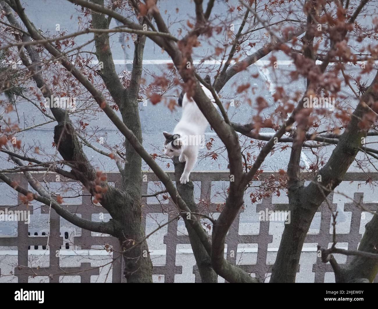 white cat climbing on a red maple tree Stock Photo - Alamy