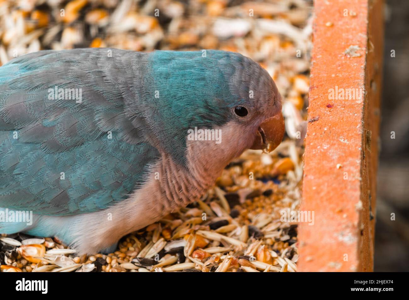Blue parrot hi-res stock photography and images - Alamy