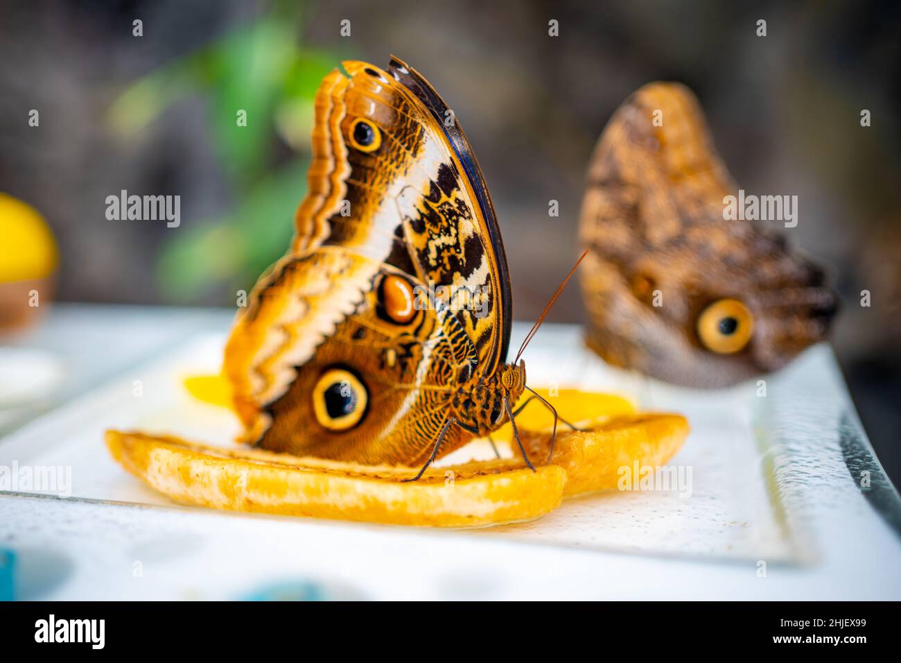 Very large tropical butterfly hi-res stock photography and images - Alamy
