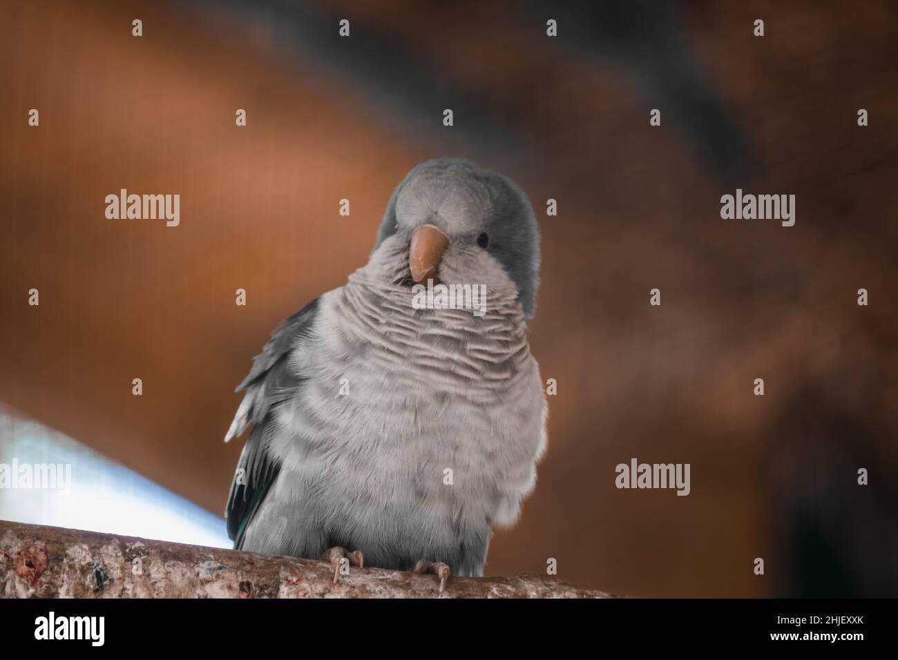 A fluffy blue monk parrot sits in an aviary. Satisfied parrot Stock ...