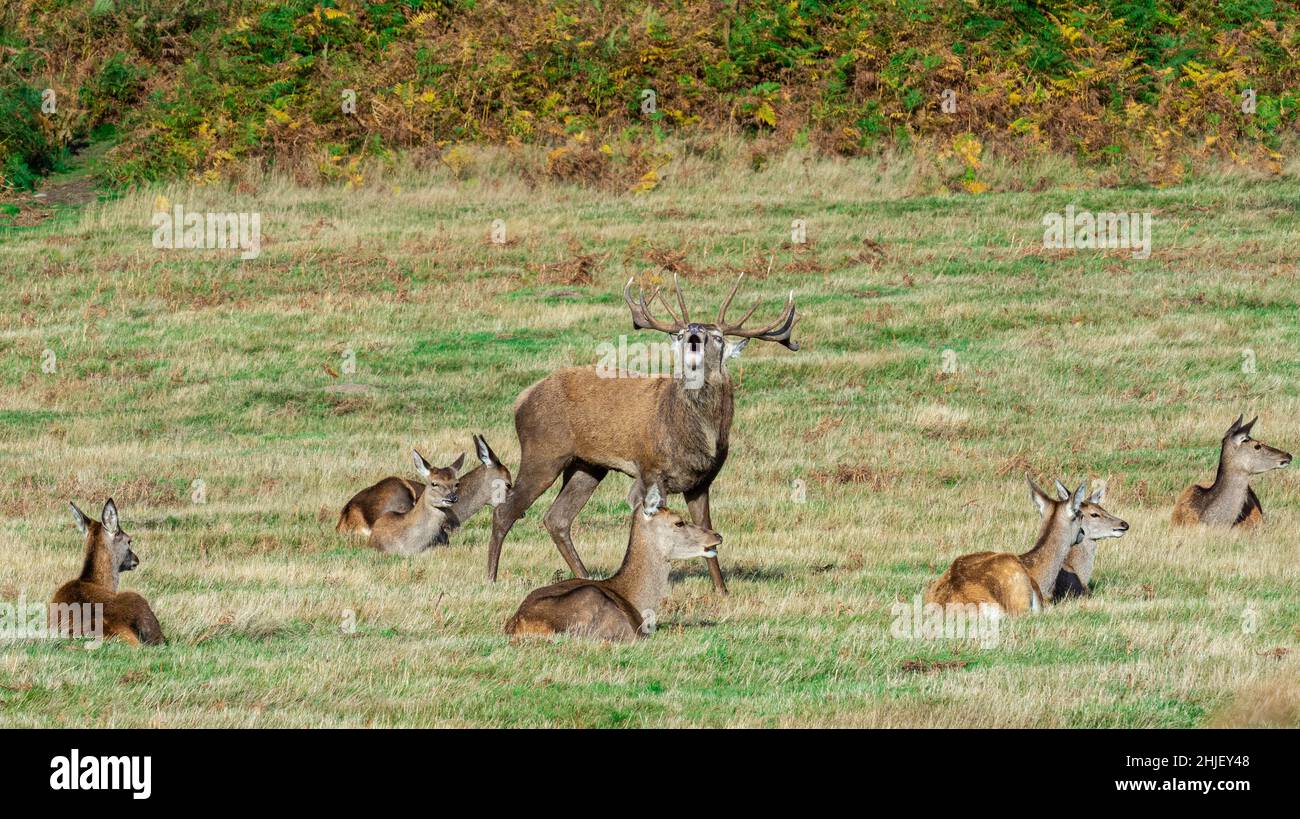 Photo of stag hi-res stock photography and images - Alamy