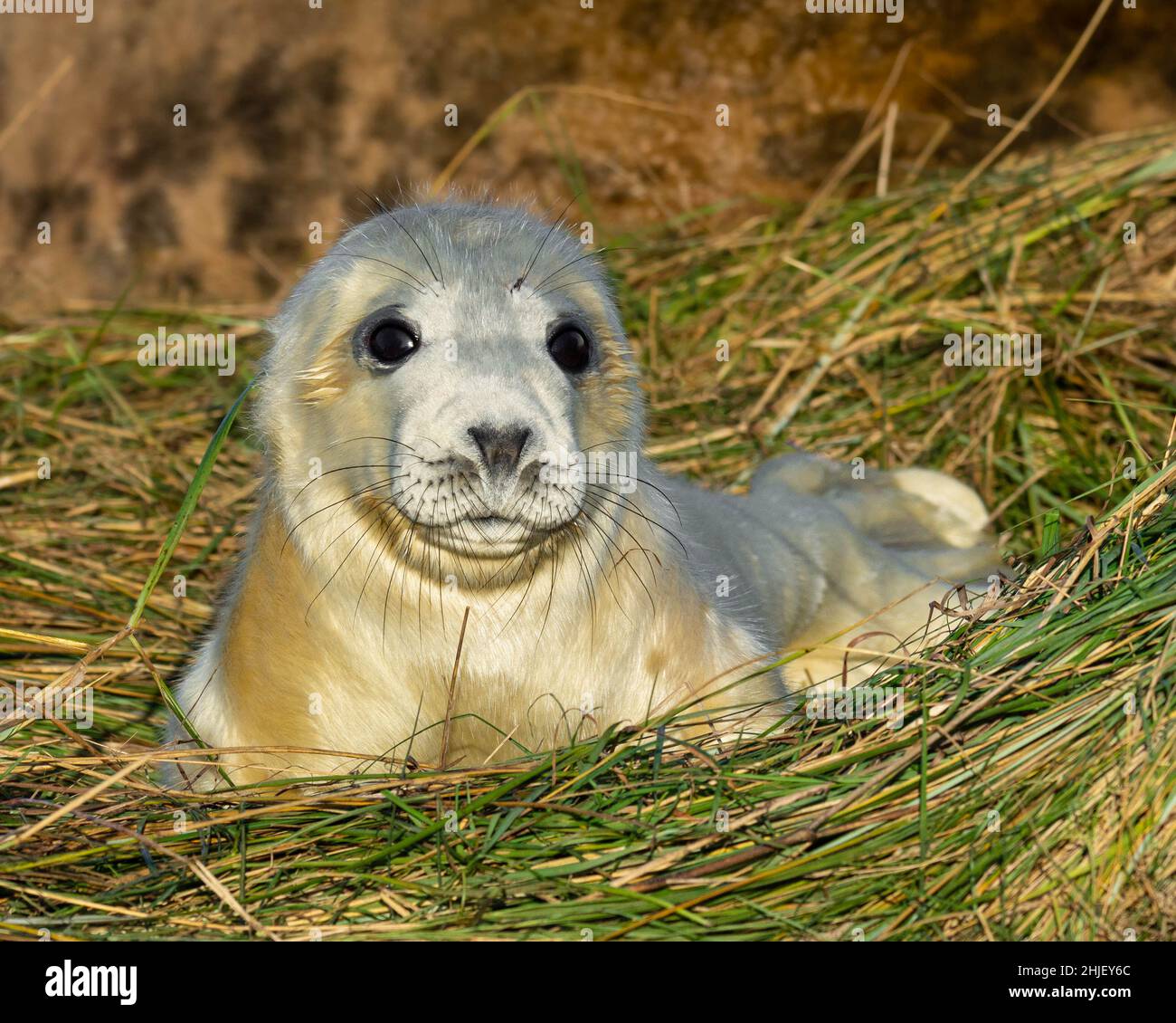 Seal pups lay on grass hi-res stock photography and images - Alamy