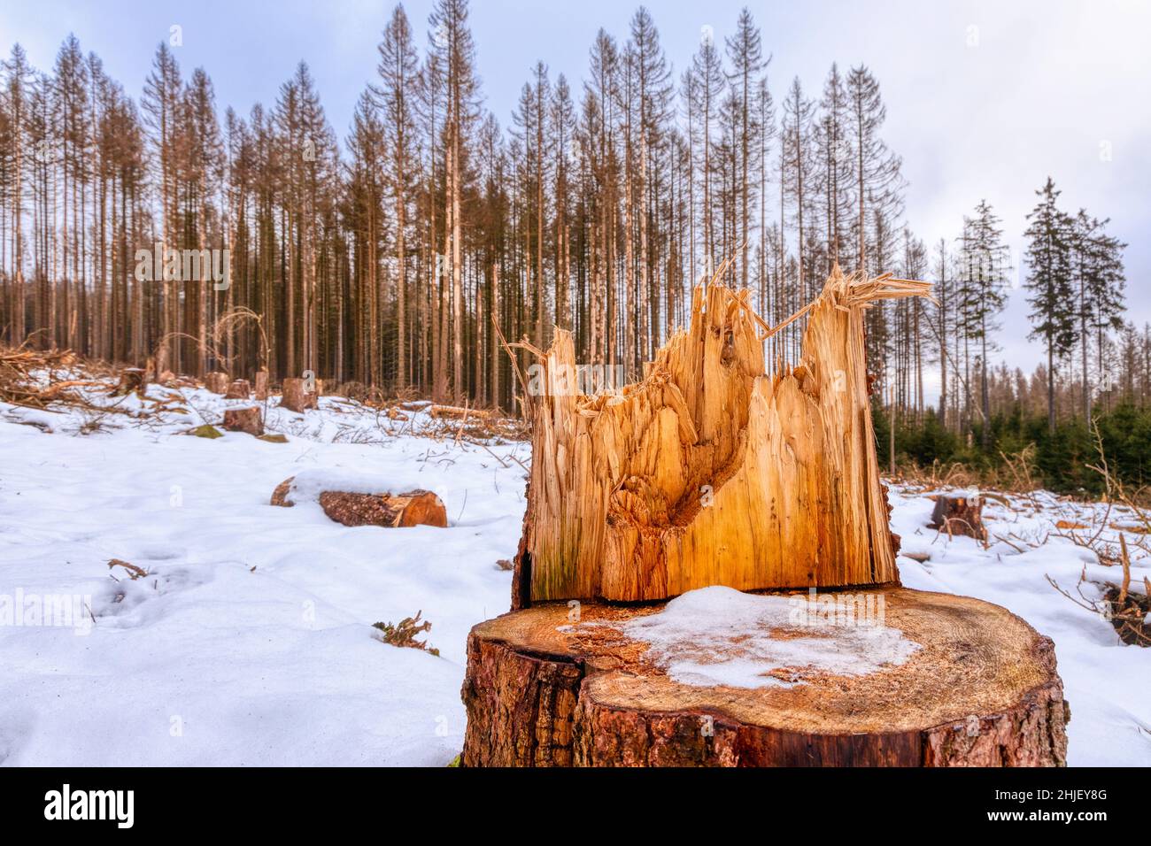 toter Wald im Nationalpark Harz Stock Photo - Alamy