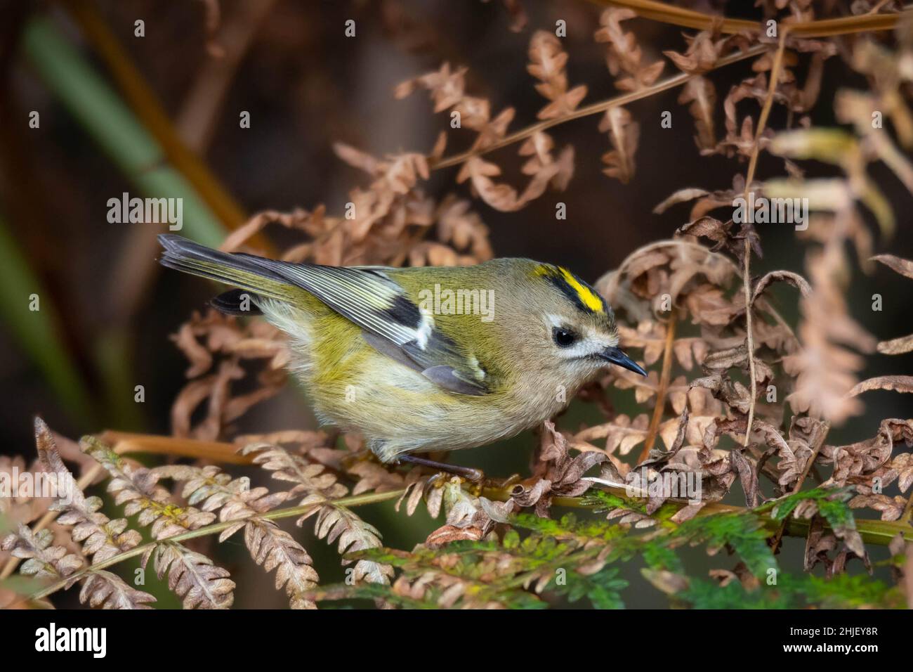 Goldcrest photos hi-res stock photography and images - Alamy
