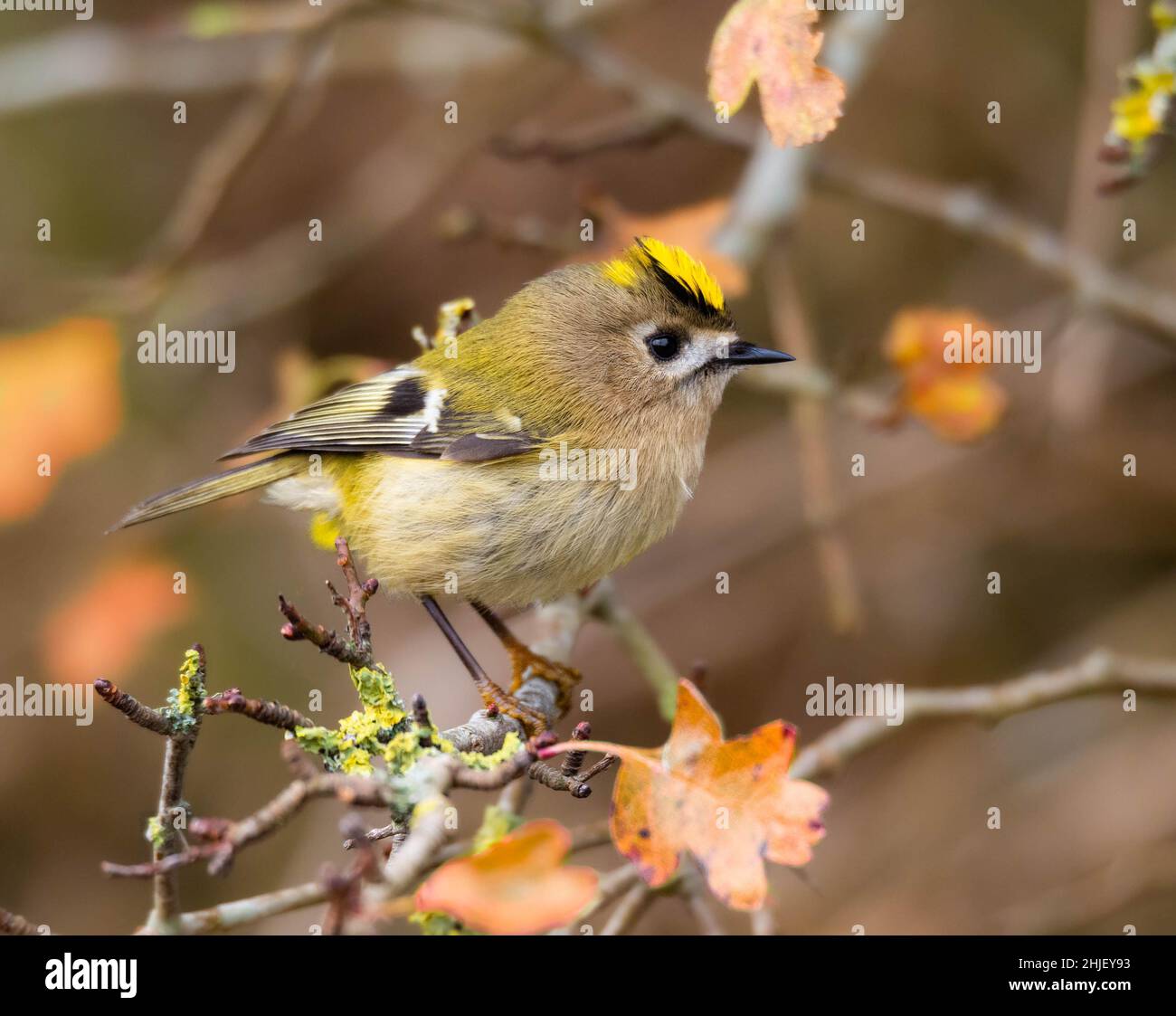 Goldcrest on a branch hi-res stock photography and images - Alamy
