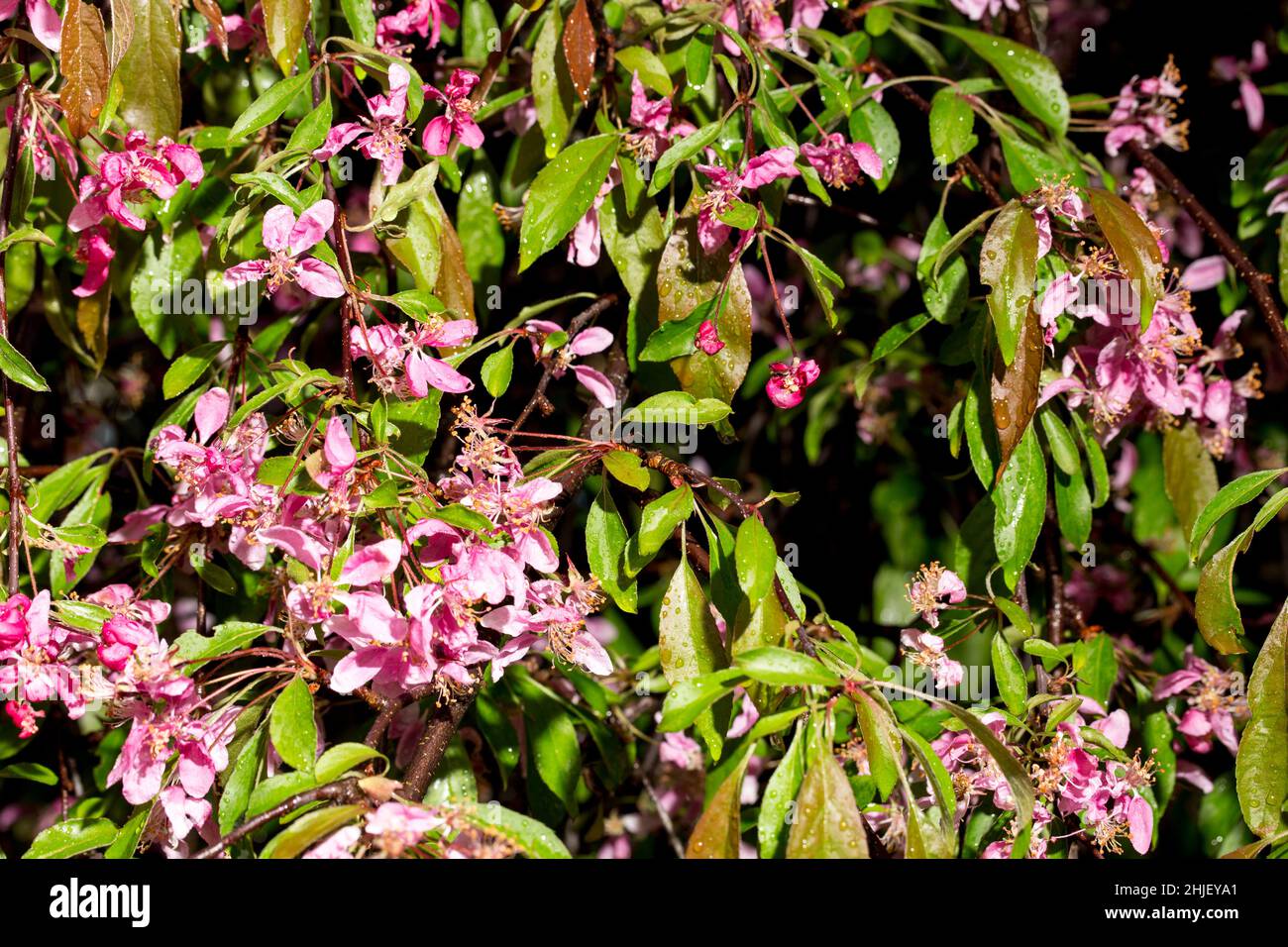 Ornamental apple tree Royal Beauty. Close up of the entire surface of ...