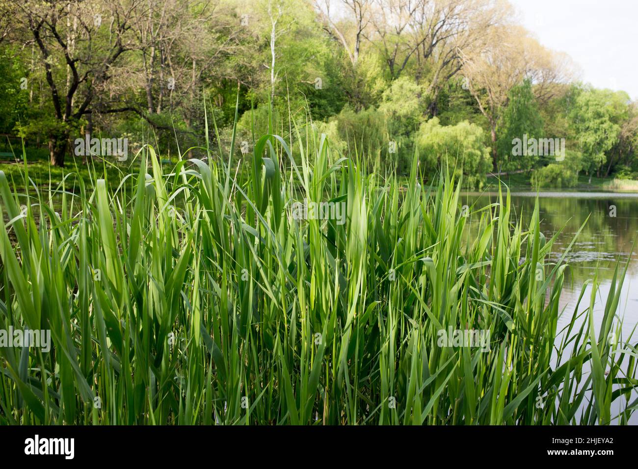 Young shoots of bulrush. Close up on a background of lake Stock Photo ...