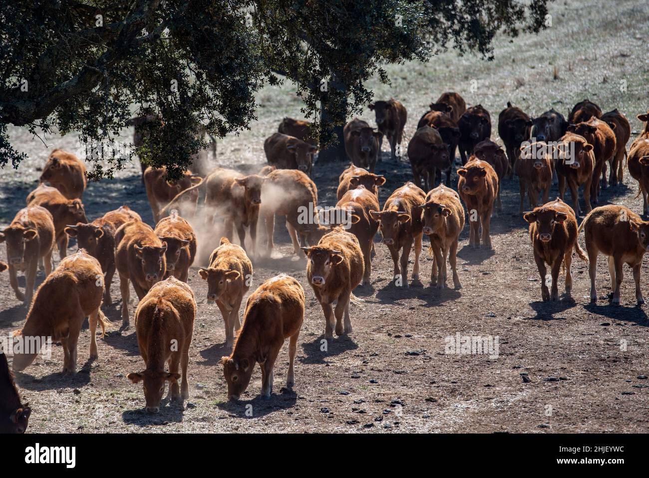 a Farm of Cattle near the Town of Portel in Alentejo in Portugal ...