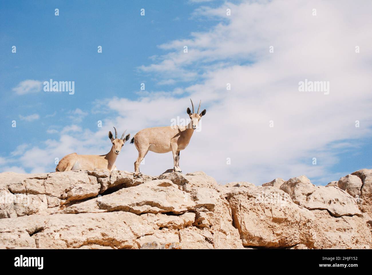Ibex in the Negev desert in Mitzpe Ramon on the rim of the crater ...