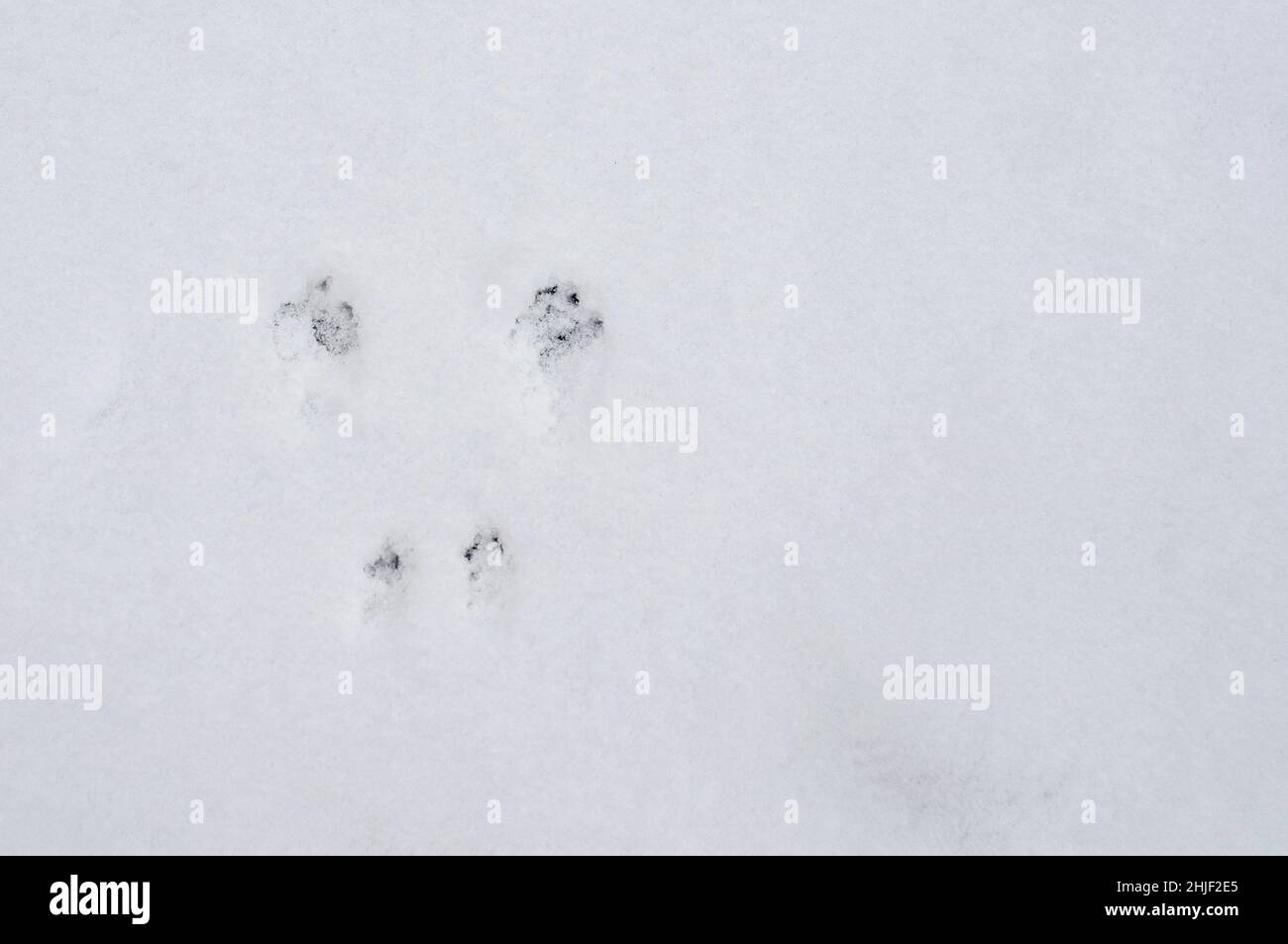 Squirrel footprint hi-res stock photography and images - Alamy