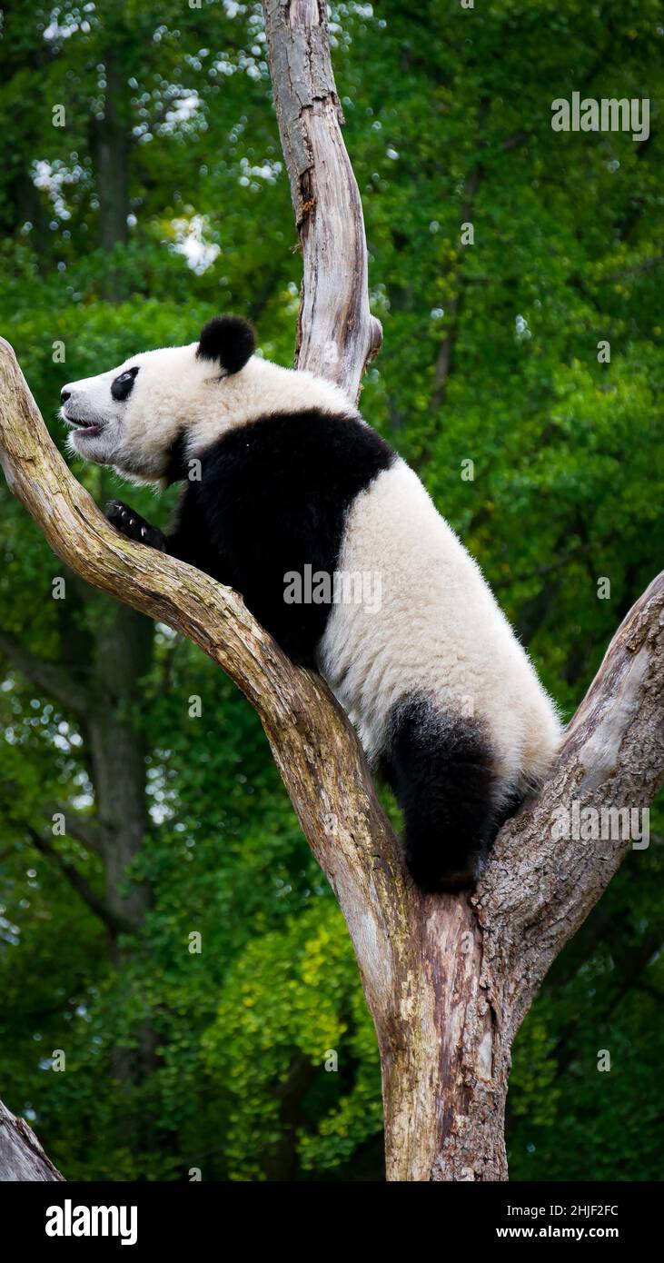 Young giant panda on a tree Stock Photo - Alamy
