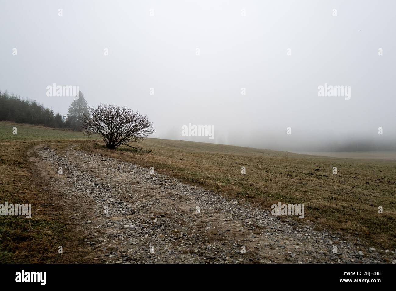Mist shrouded tree in field hi-res stock photography and images - Alamy