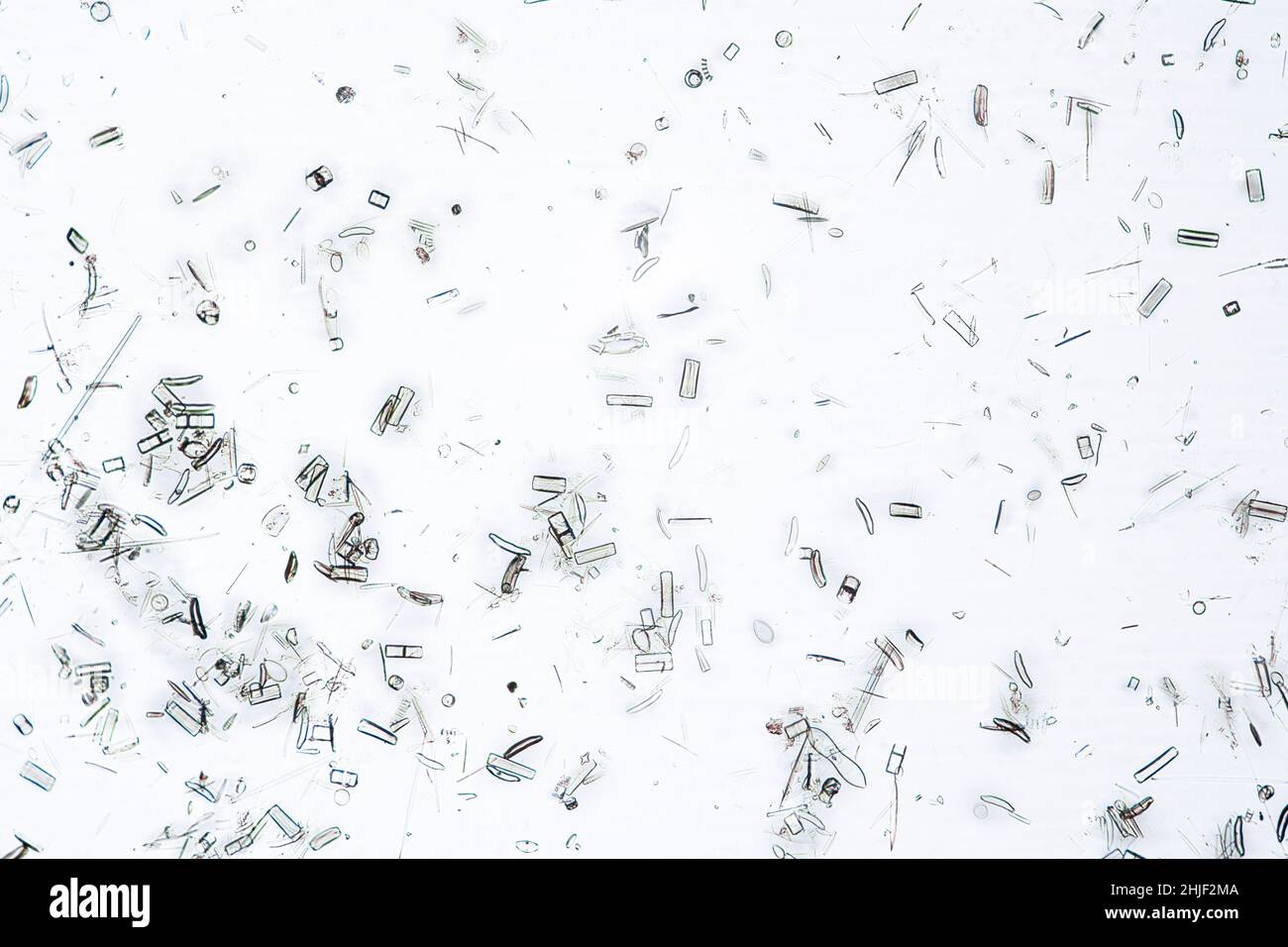 Mixed diatoms viewed under a light microscope Stock Photo - Alamy