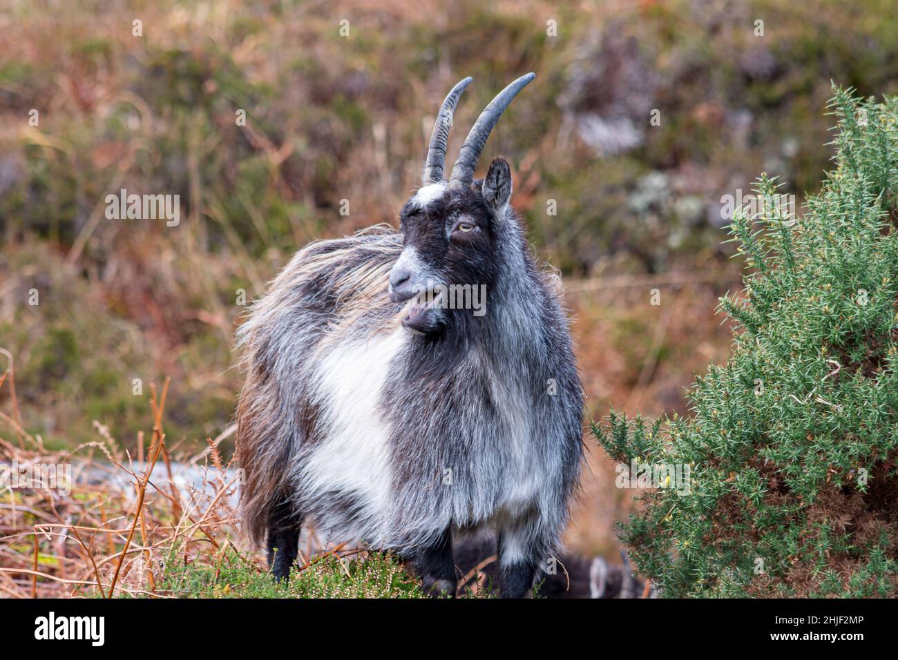 Grey goatee beard hi-res stock photography and images - Alamy