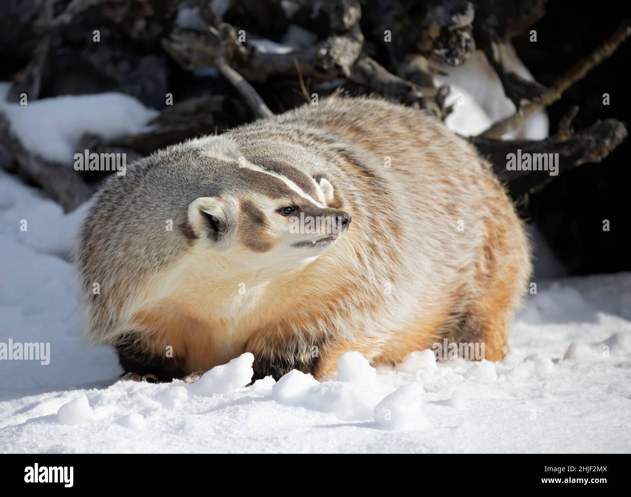 American badger (Taxidea taxus) walking in the winter snow Stock Photo ...