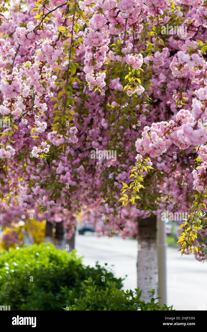 pink flowers of sakura. romantic japanese tree in spring season ...