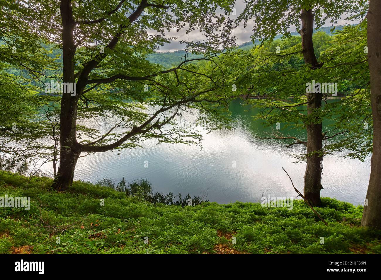 nature landscape with calm lake in summer. forest reflection in the ...