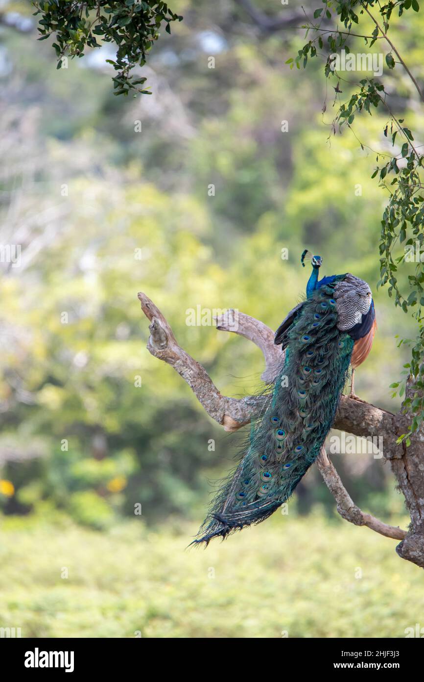 Beautiful portrait of a male peacock perched on a low branch tree Stock ...