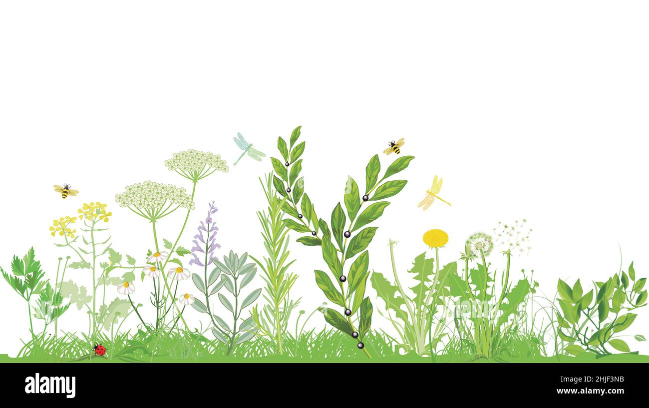 Spring plants isolated Stock Vector Images - Alamy