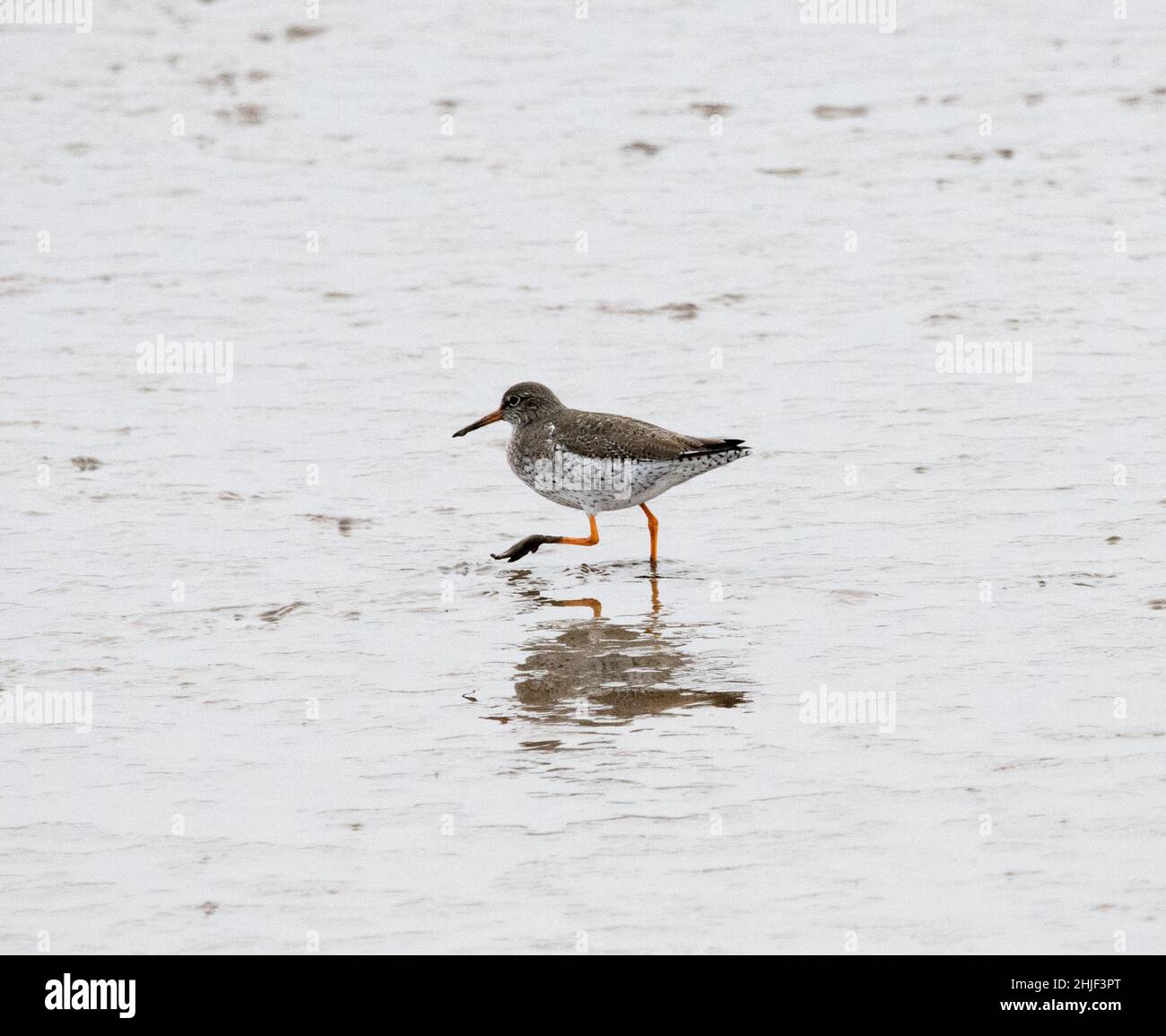 Tringa Totanus Mud* Uk High Resolution Stock Photography and Images - Alamy