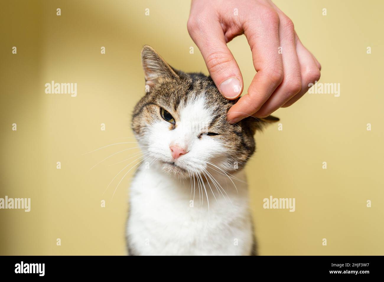Close-up hand of a volunteer stroking a cute stray cat. The concept of ...