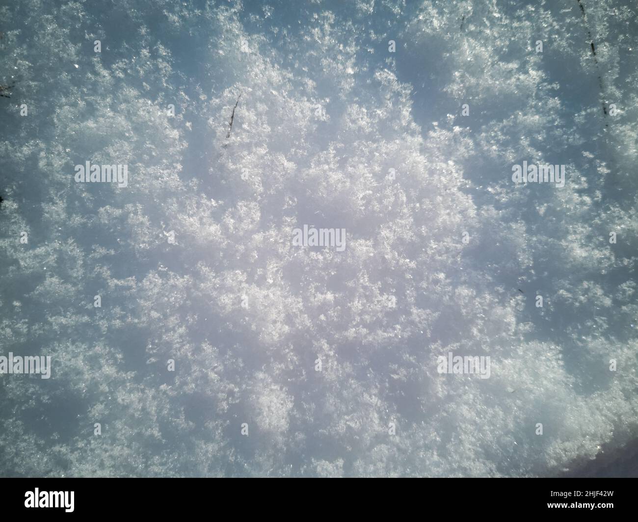 abstract natural texture of snow and dry grass. top view of snow cover ...
