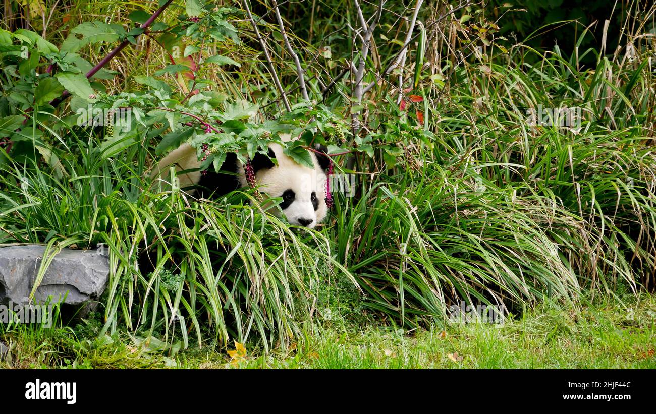 Young giant panda in a bush Stock Photo - Alamy