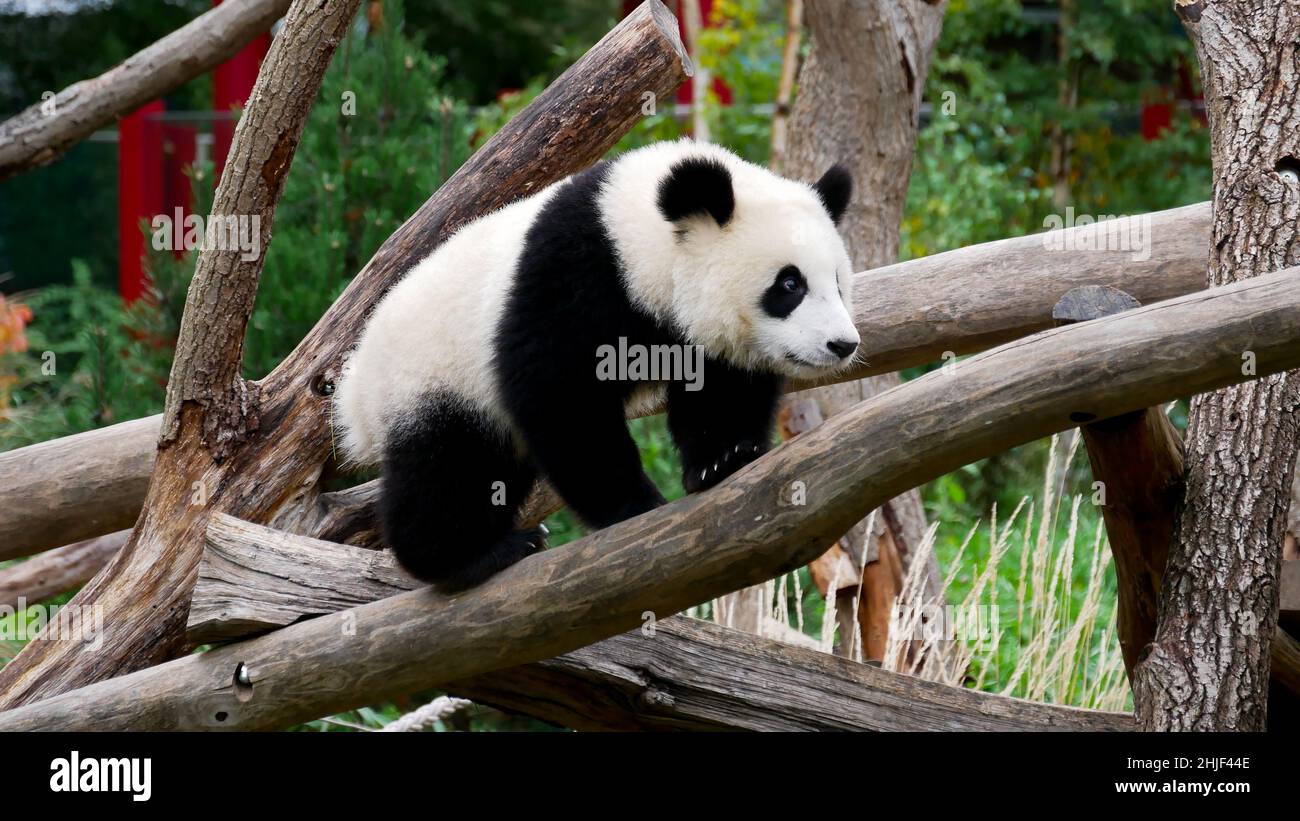 Young giant panda climbing on a tree Stock Photo - Alamy
