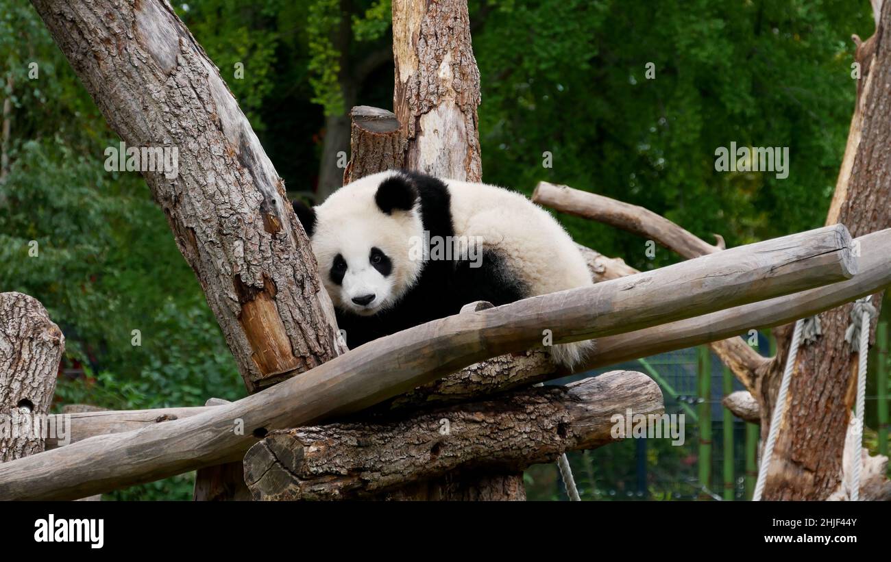 Giant panda baby hi-res stock photography and images - Alamy